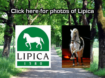 Lipica, Slovenia. Sloveniaforyou.com's complete guide to Lipica!